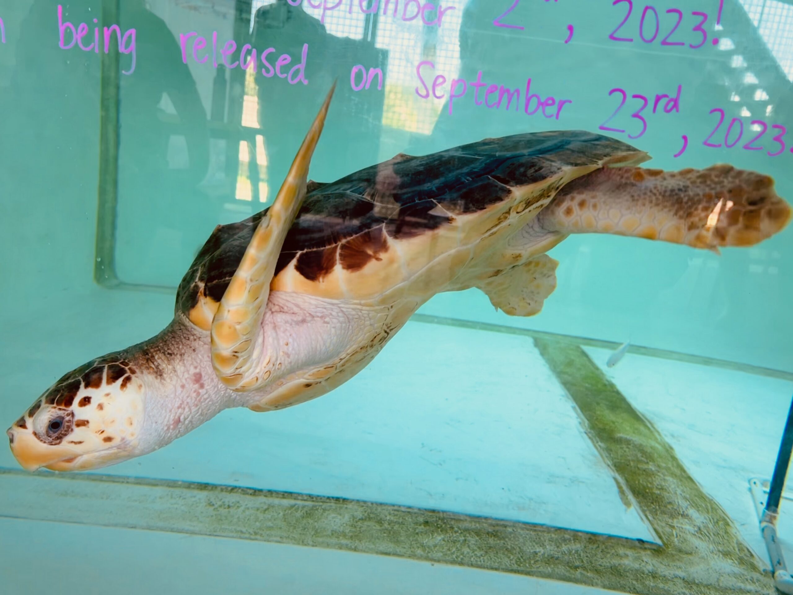 Following Opportunity: The Sea Turtle, a Mohawk, and Podcasting ...